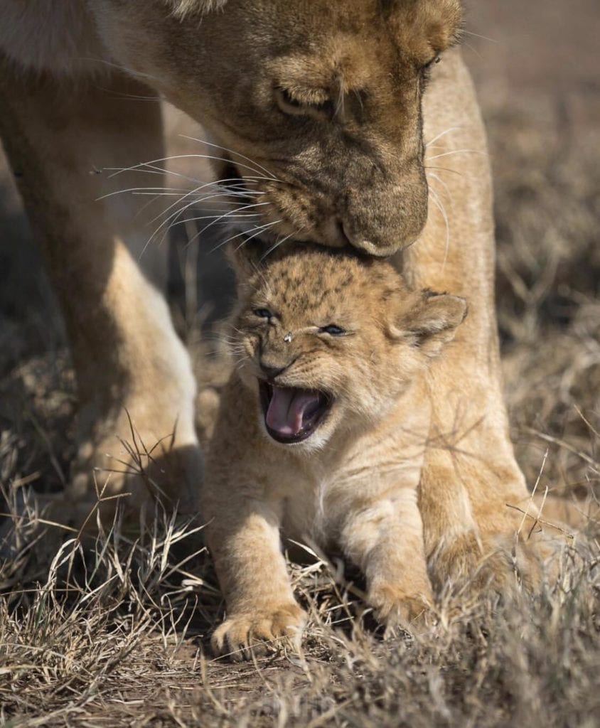 30 Cute Animal Cubs