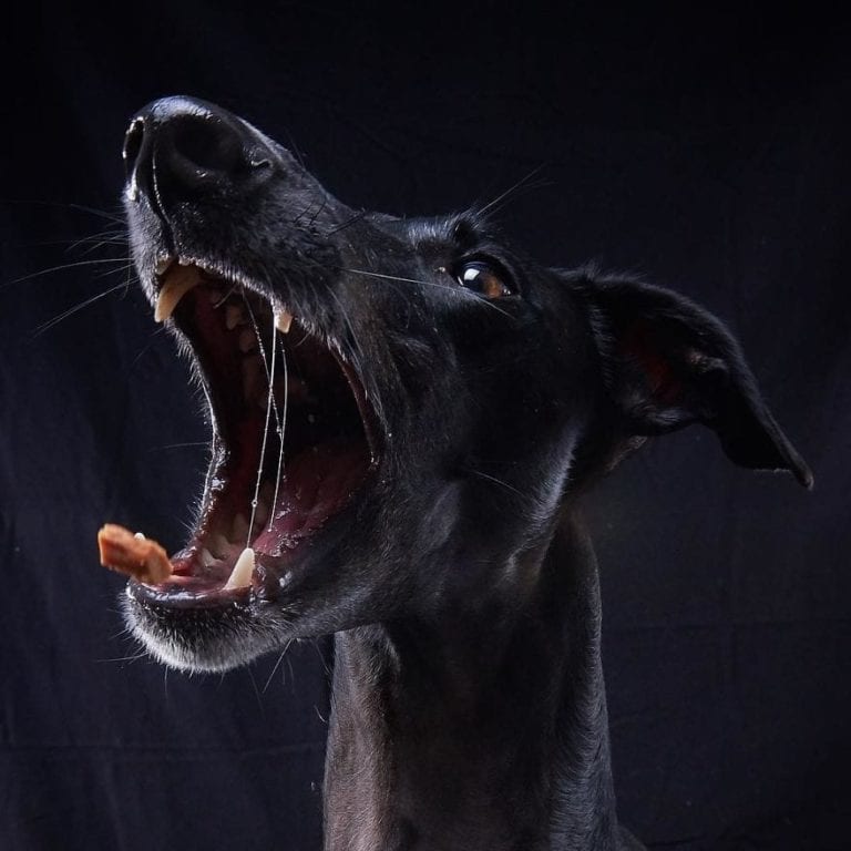 Photographer Features Spanish Greyhounds to Raise Voice Against The ...