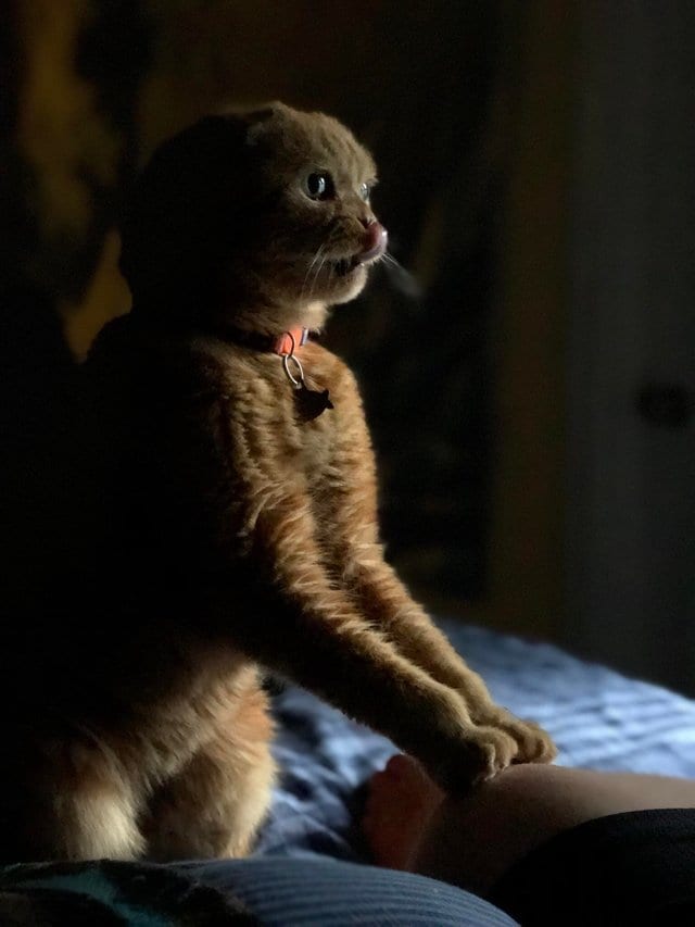30+ Amazing Cats Standing Up