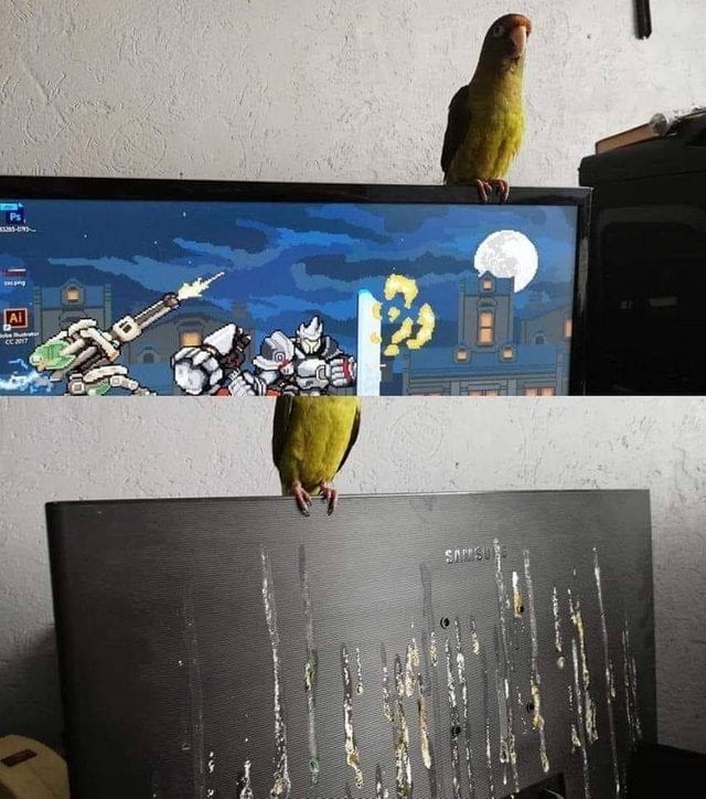 25 Expectation Vs Reality Funny Animals Fallacies