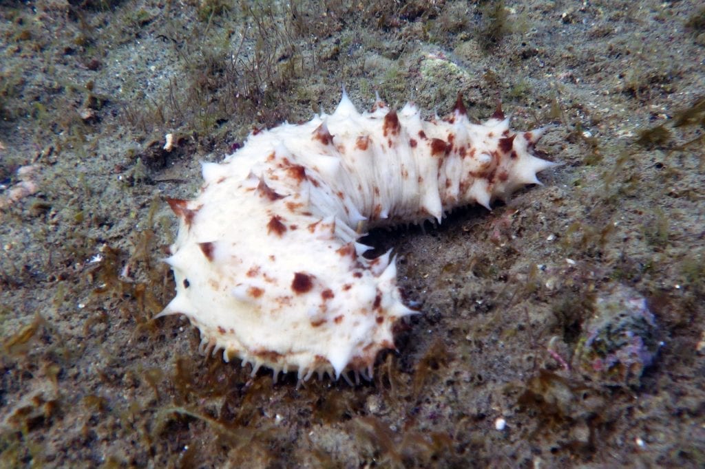 Diver Discovers Rarest Albino Species That Stunned The Biologists
