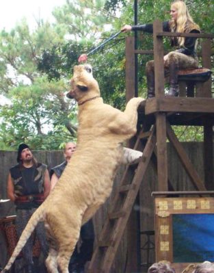 Hercules Biggest Cat in The World