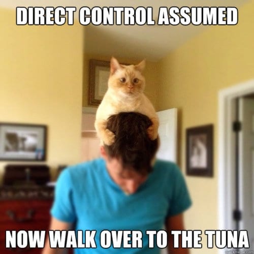 100 Dank Cat Memes Ever That Will Make You Rock n Roll