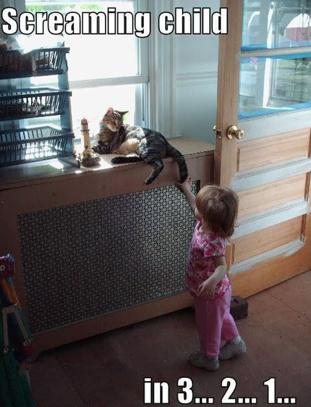 100 Dank Cat Memes Ever That Will Make You Rock n Roll