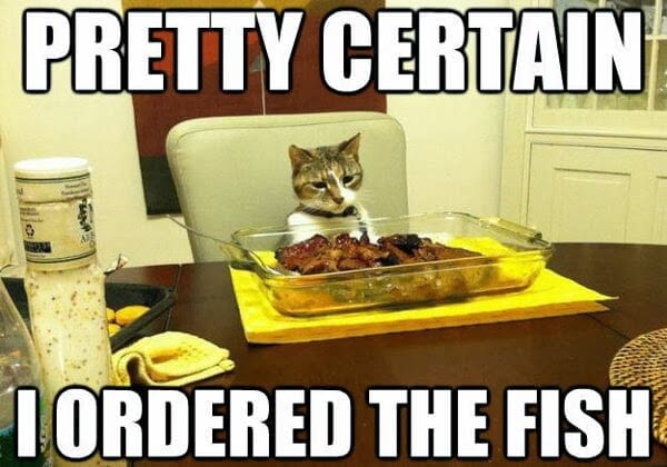 100 Dank Cat Memes Ever That Will Make You Rock n Roll