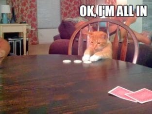 100 Dank Cat Memes Ever That Will Make You Rock n Roll