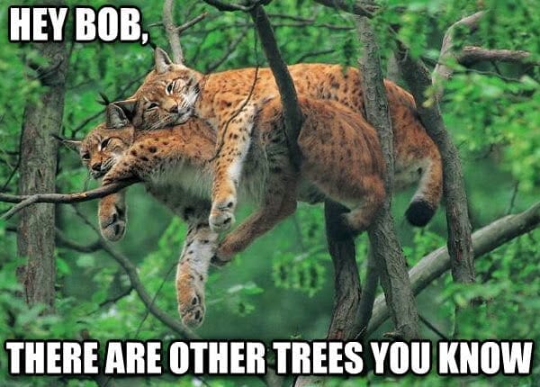 100 Dank Cat Memes Ever That Will Make You Rock n Roll