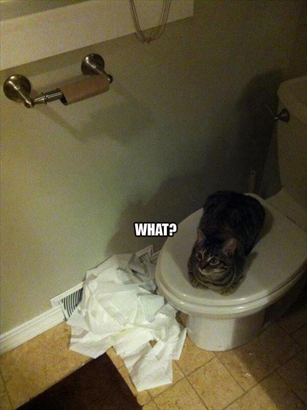 100 Dank Cat Memes Ever That Will Make You Rock n Roll