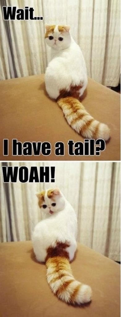 100 Dank Cat Memes Ever That Will Make You Rock n Roll