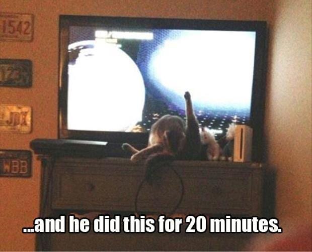 100 Dank Cat Memes Ever That Will Make You Rock n Roll