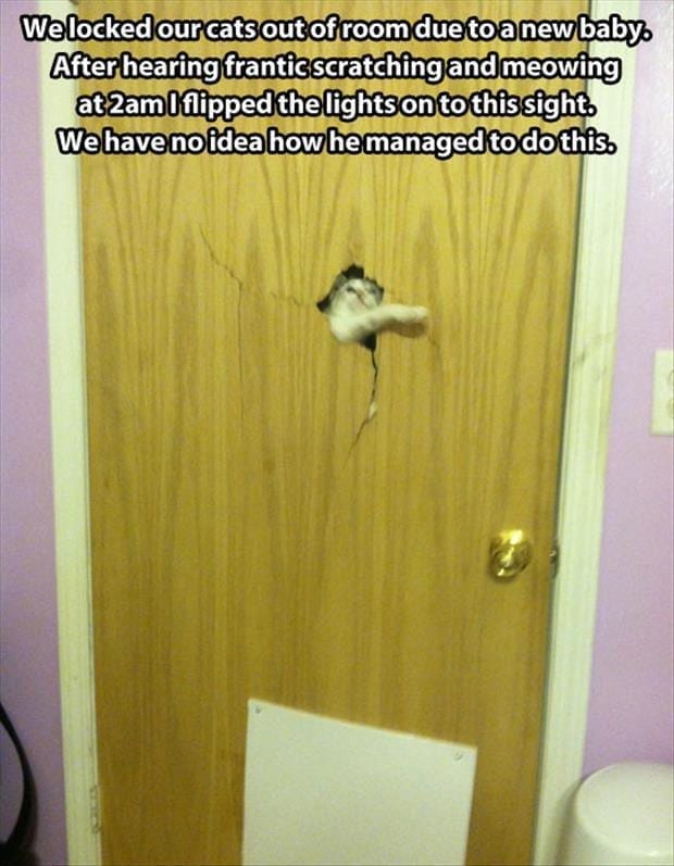 100 Dank Cat Memes Ever That Will Make You Rock n Roll