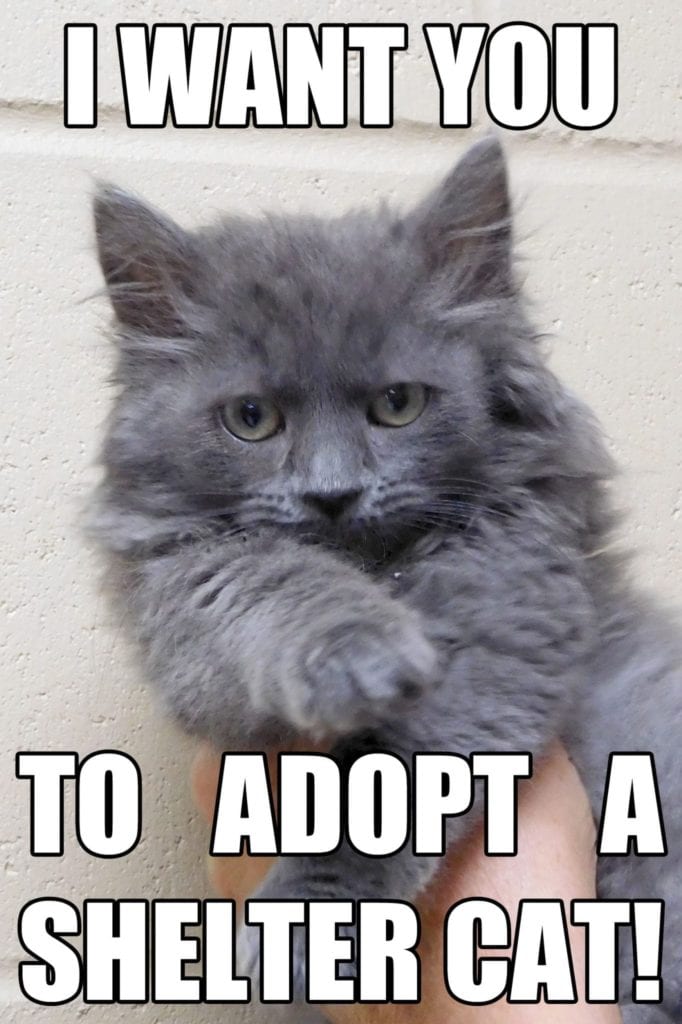 100 Dank Cat Memes Ever That Will Make You Rock n Roll