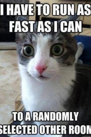 100 Dank Cat Memes Ever That Will Make You Rock n Roll