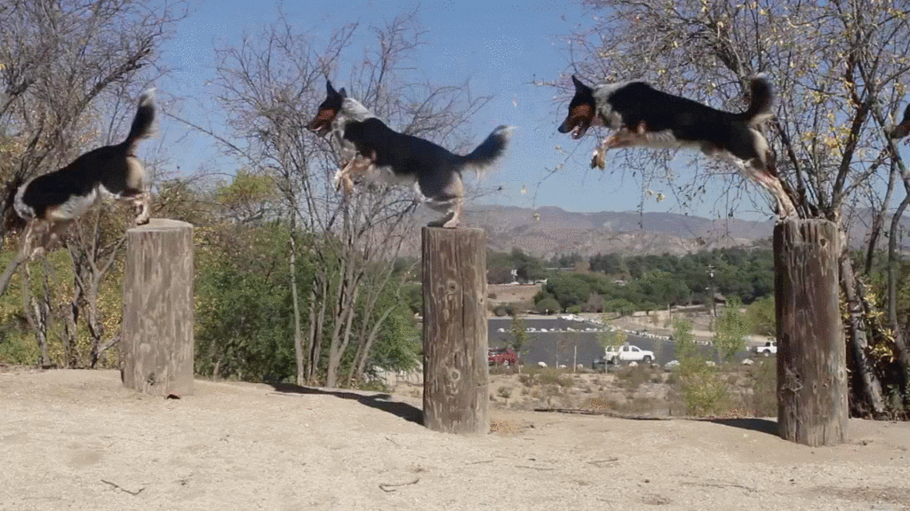 Best of Funny Animal Gifs Ever on Internet That Are Totally Adorable