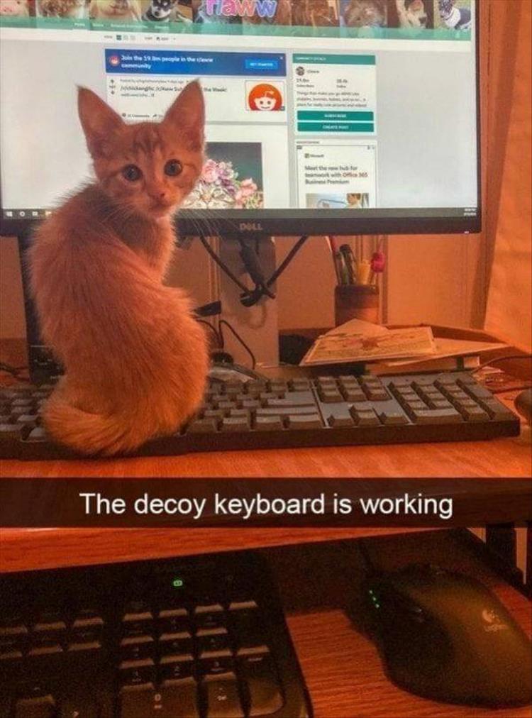 30 Clean Animal Memes Of 2020 To Make You Laugh