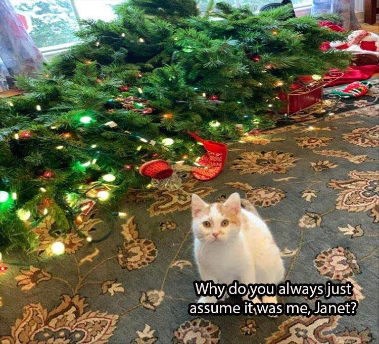 30 Clean Animal Memes Of 2020 To Make You Laugh