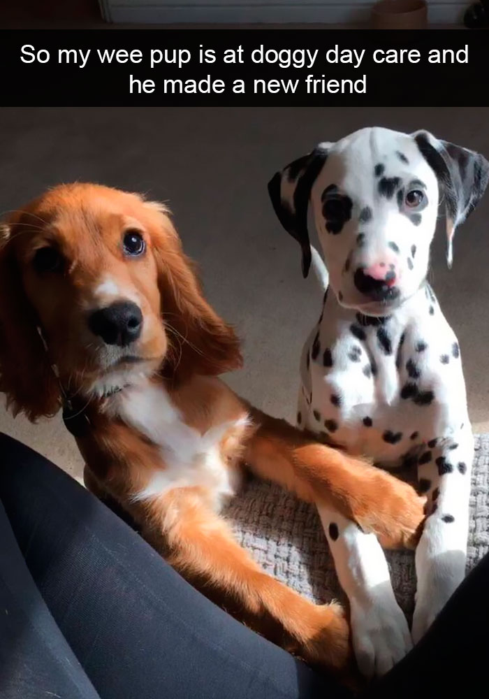 40 Hilarious Dog Snapchats Memes Of Year 2020