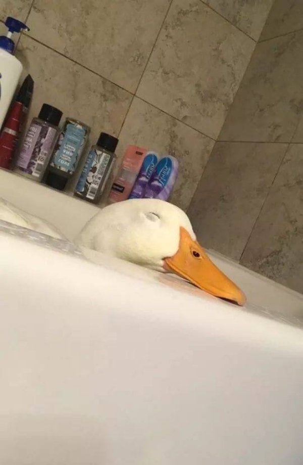 30+ Photos Of Happy Animals Of The Year 2020 So Far