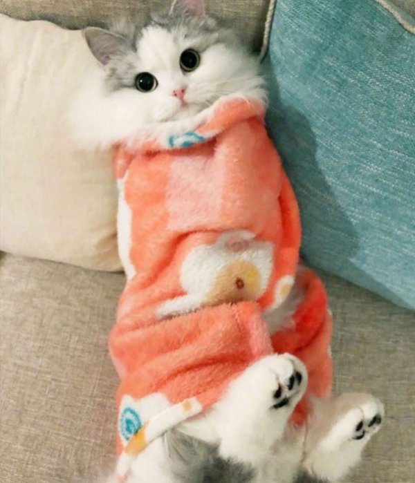 30+ Photos Of Happy Animals Of The Year 2020 So Far
