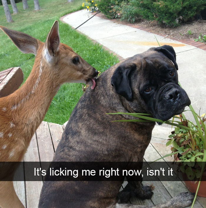 30+ Funny Instagram Stories About Animals