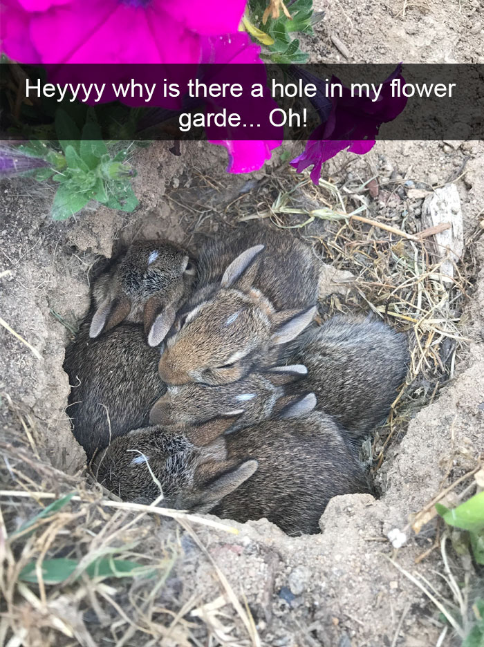 30+ Funny Instagram Stories About Animals