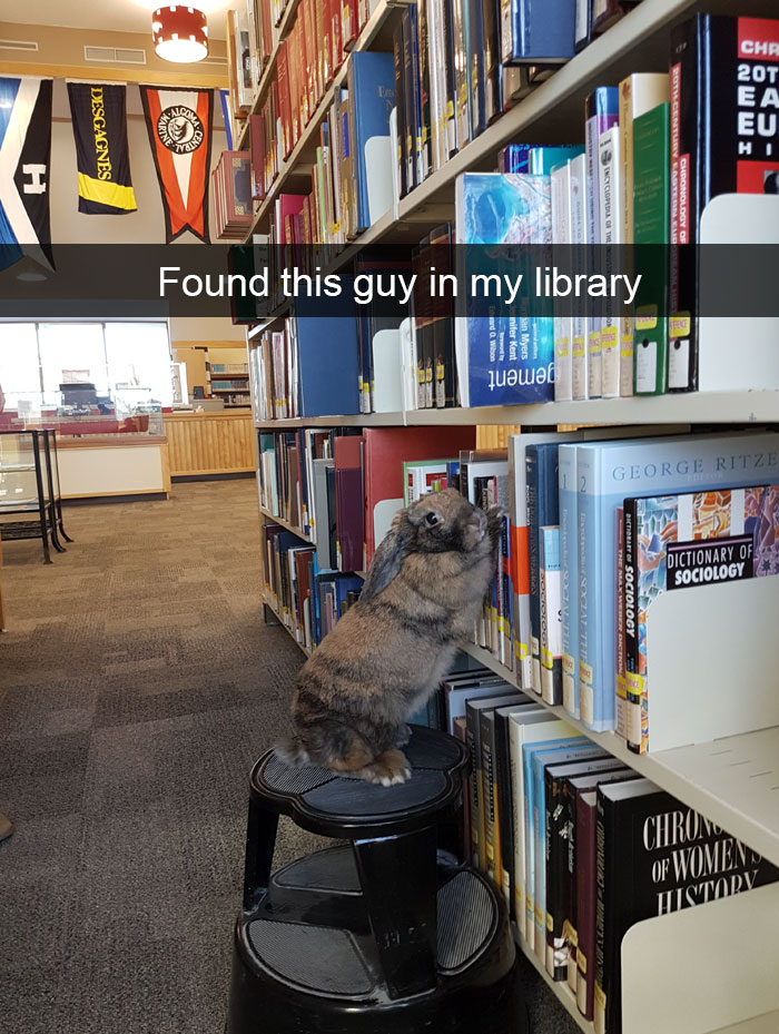 30+ Funny Instagram Stories About Animals