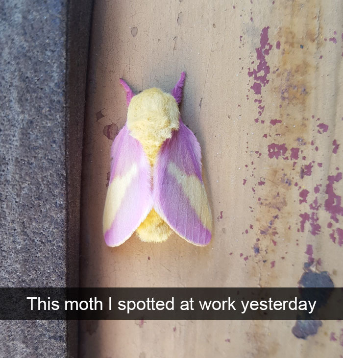 30+ Funny Instagram Stories About Animals