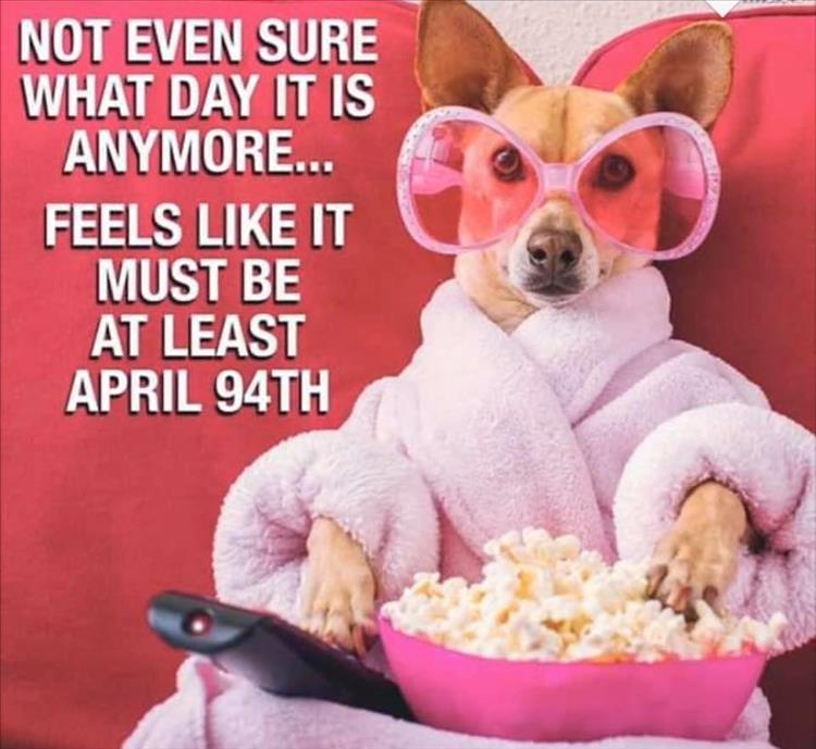 25 Best Memes About Hilarious Dog Hilarious Dog Memes Images And