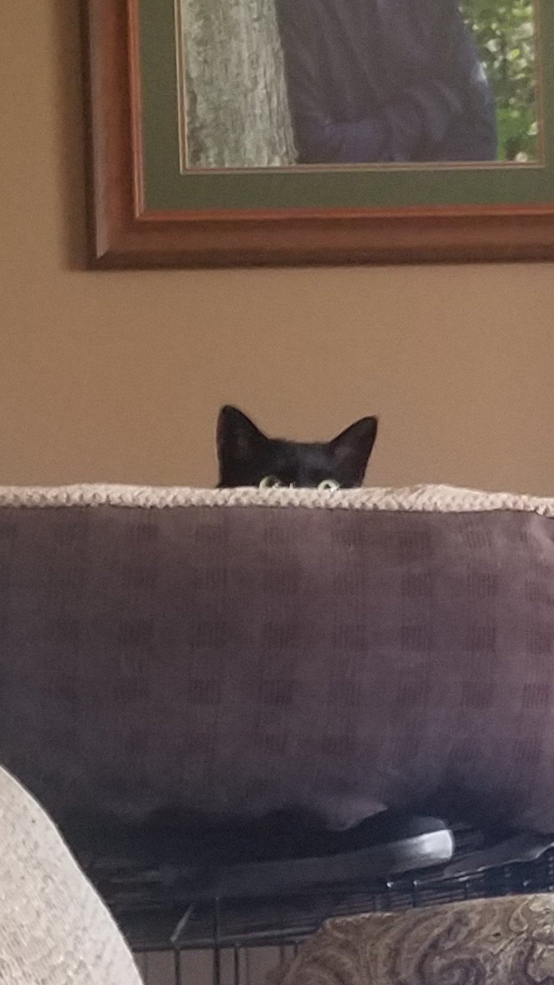 25 More Funny Examples Of Animals Social Distancing
